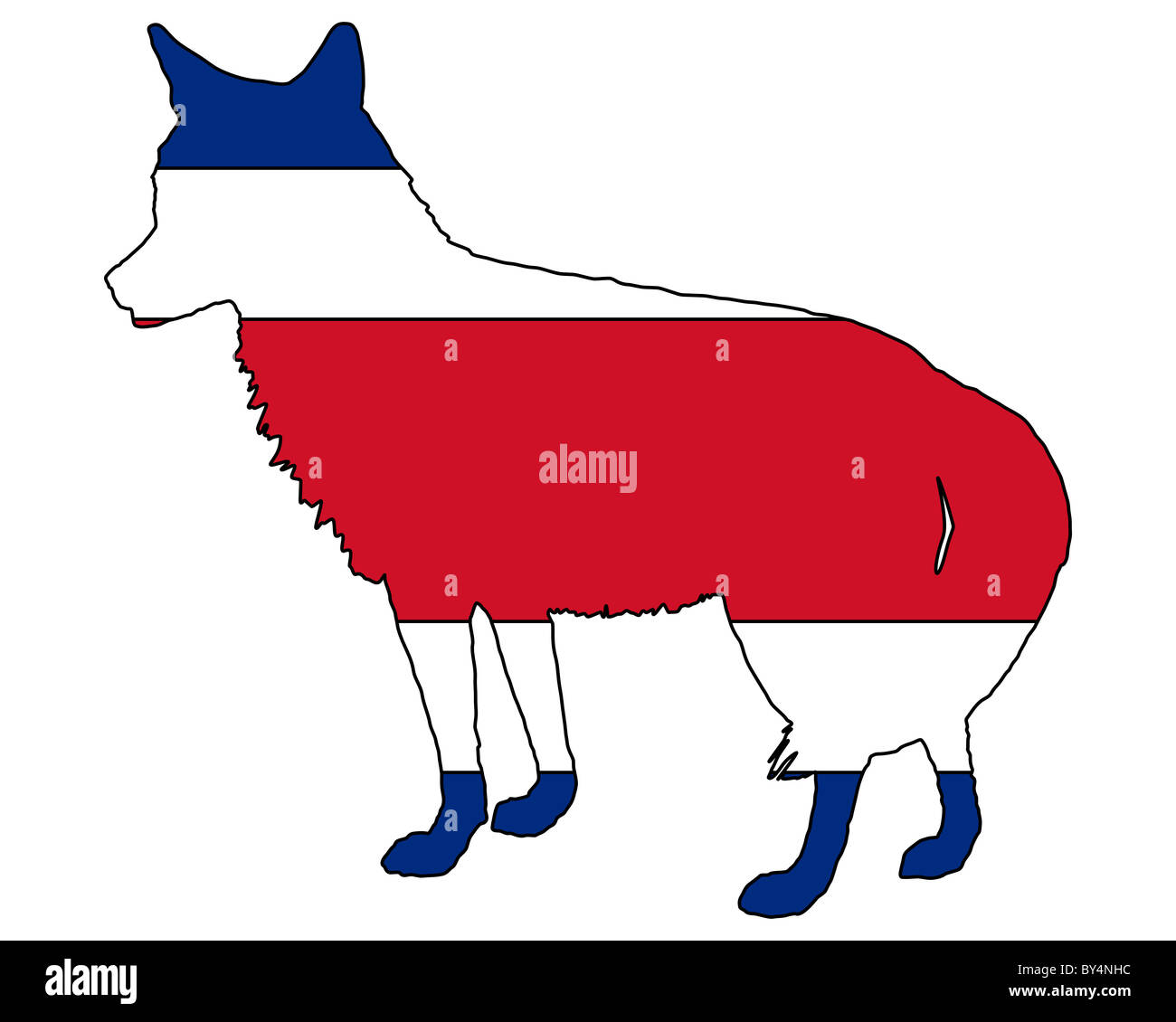 Coyote Costa Rica Stock Photo - Alamy