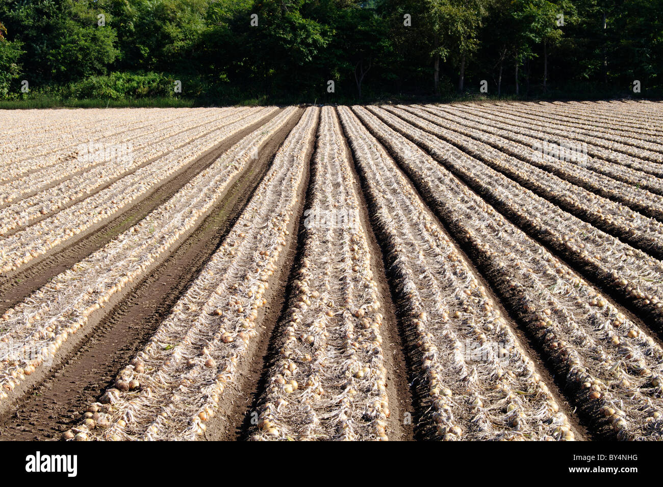 Onion field harvesting hi-res stock photography and images - Alamy