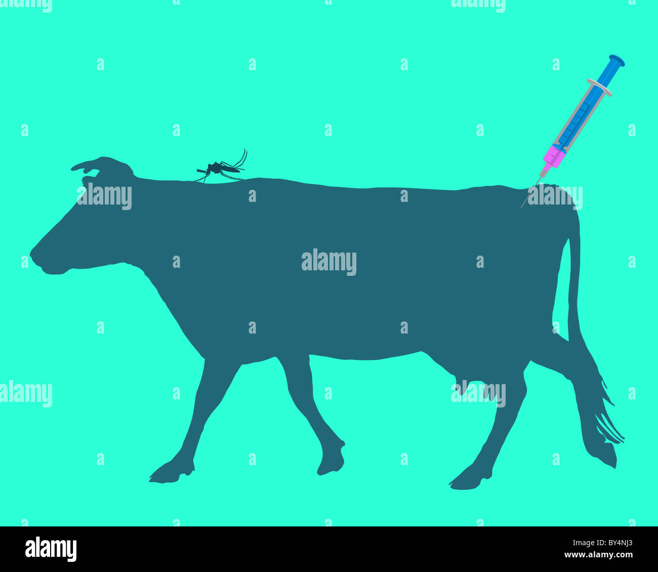 Cow gets an immunization against a disease of mosquito bites Stock ...