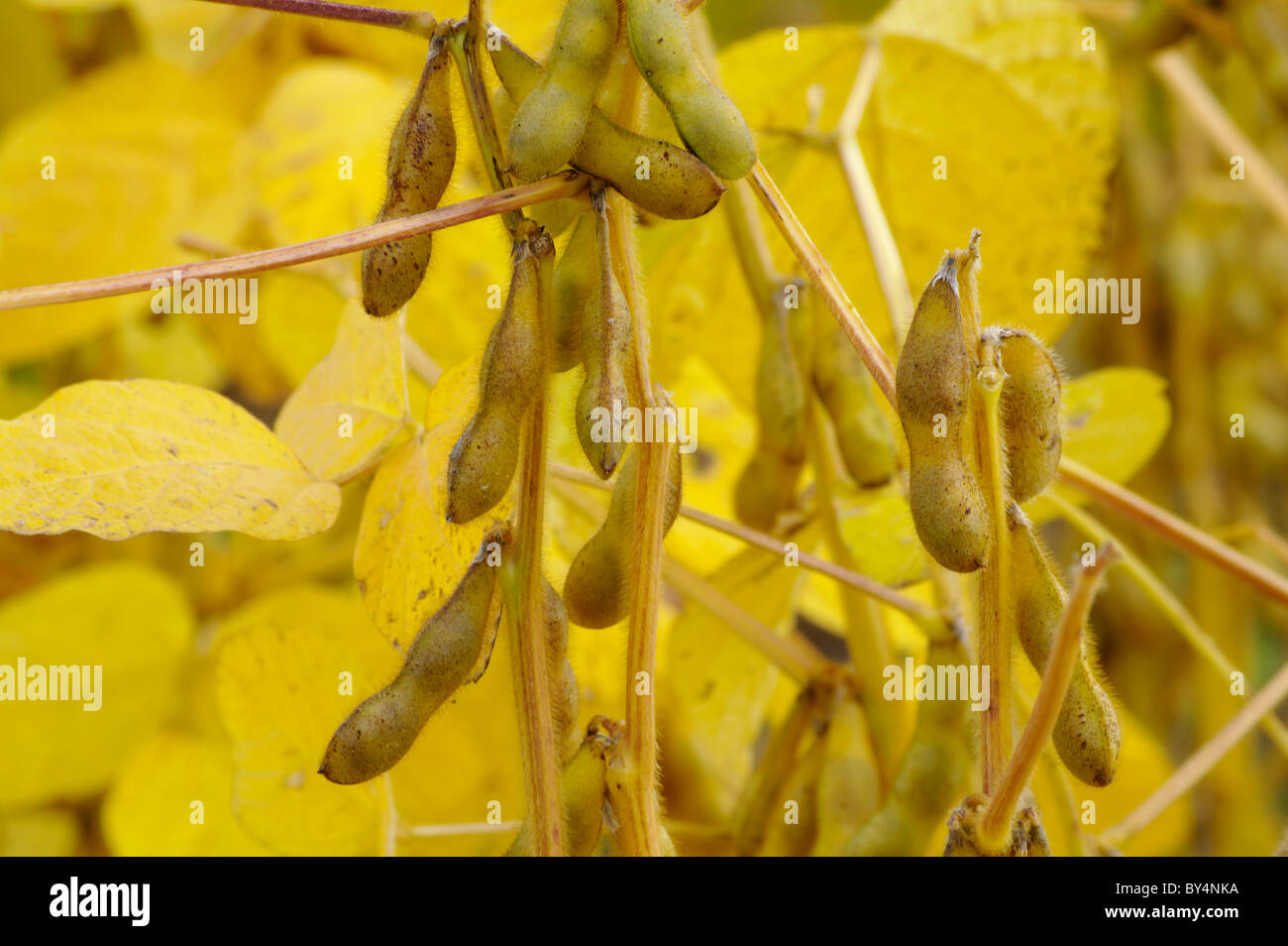 Kamikawa cho hi-res stock photography and images - Alamy