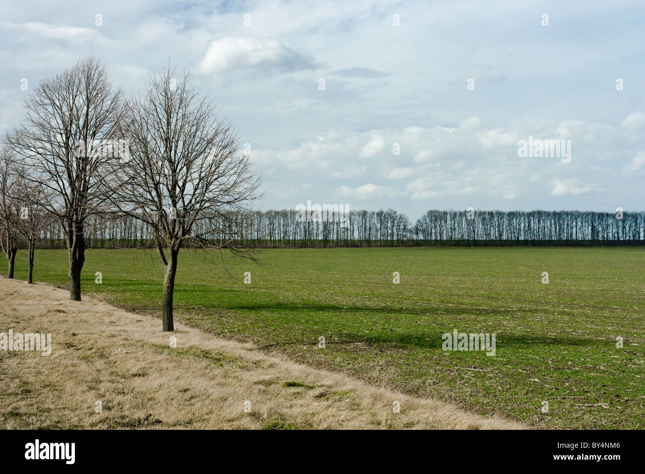 Green field at Spring, row of trees in the background, Open space ...