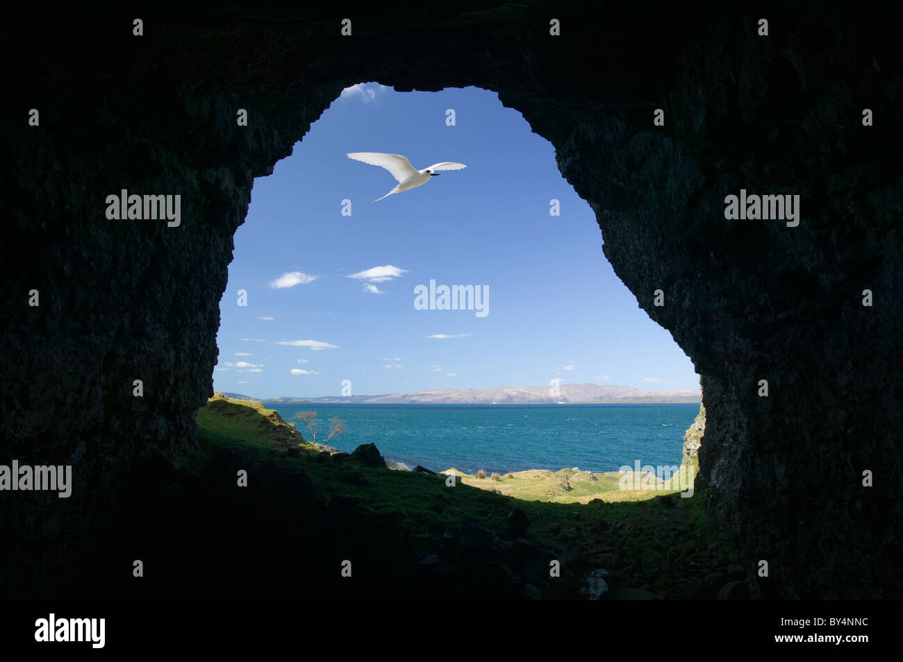 A composite image of a cave in a raised beach near Oban,Scotland,UK ...