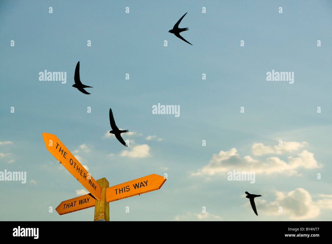 European Swifts in flight Stock Photo - Alamy