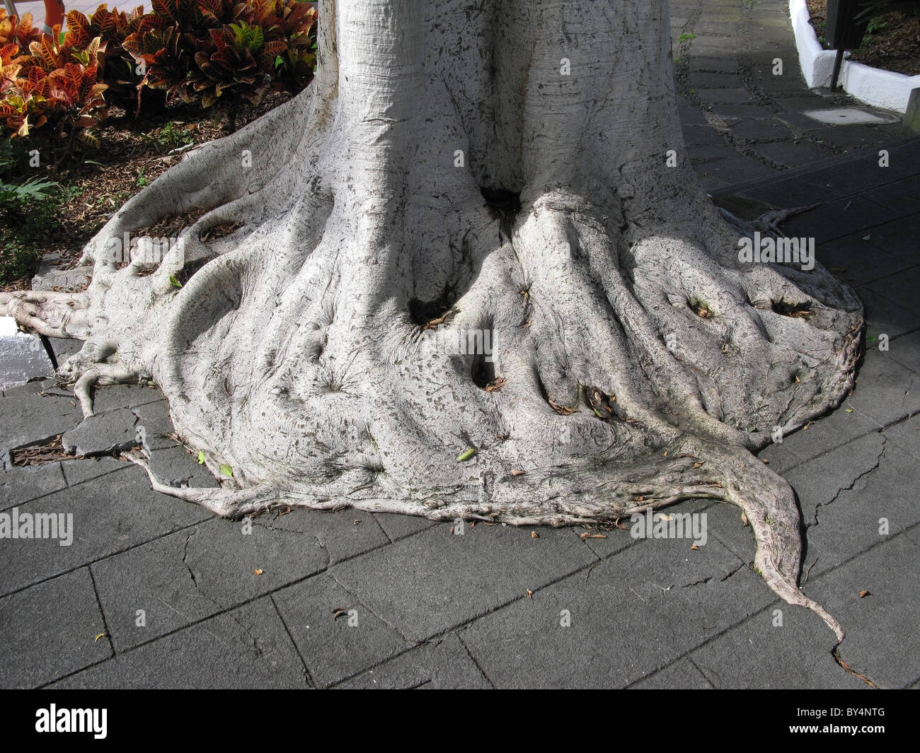 Tree roots pavement hi-res stock photography and images - Alamy