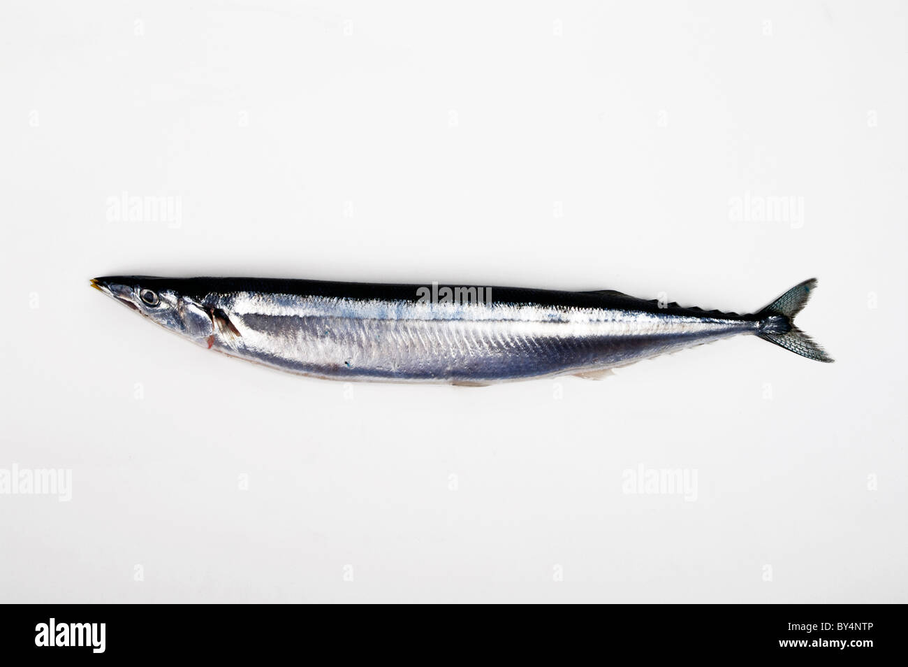 Single Pacific Saury Stock Photo - Alamy