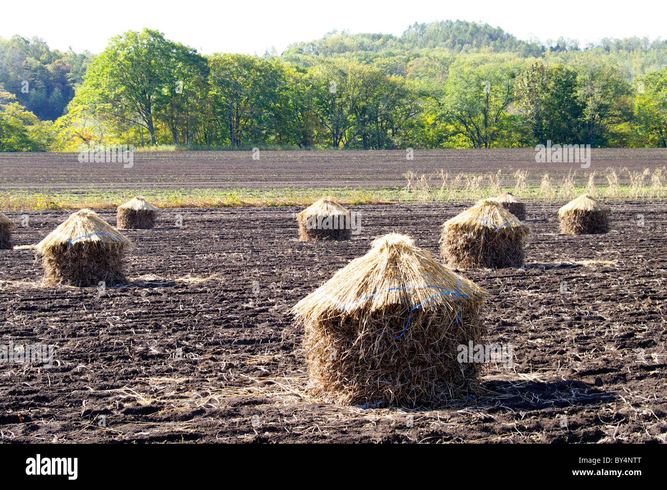 Straw man made of bales of straw hi-res stock photography and images ...