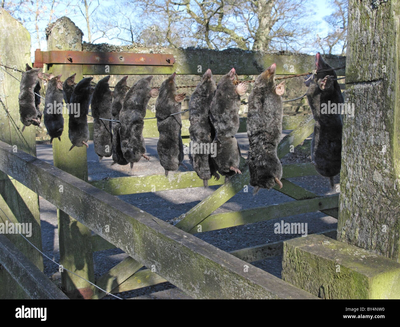 Dead moles hanging on a fence, rural Northumberland, England, UK Stock ...