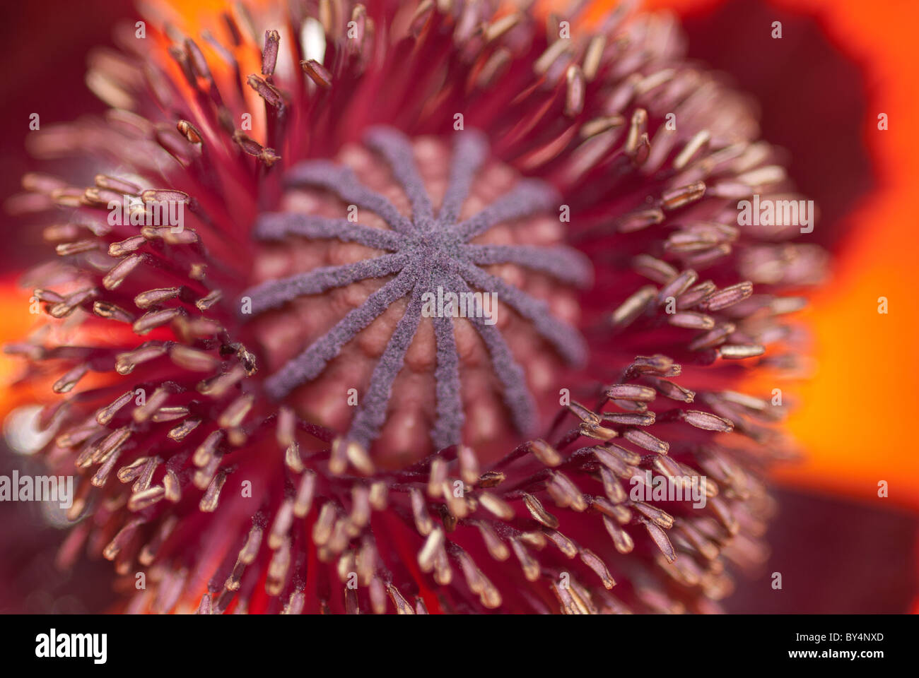 Flowering parts of an oriental poppy Papaver orientale Stock Photo - Alamy