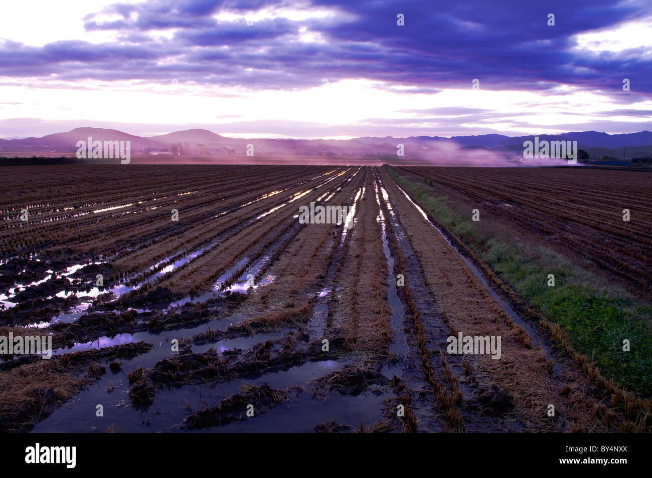 Paddy field dawn hi-res stock photography and images - Alamy