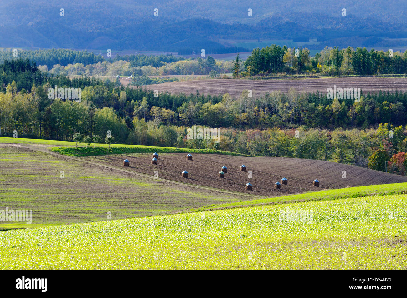 Rolling fields haybales hi-res stock photography and images - Alamy