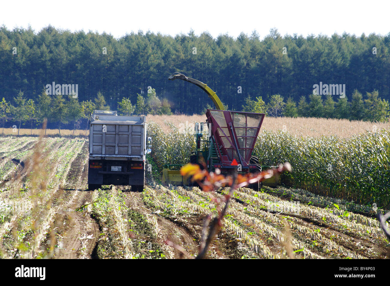 Field Corn Being Harvested In High Resolution Stock Photography and ...