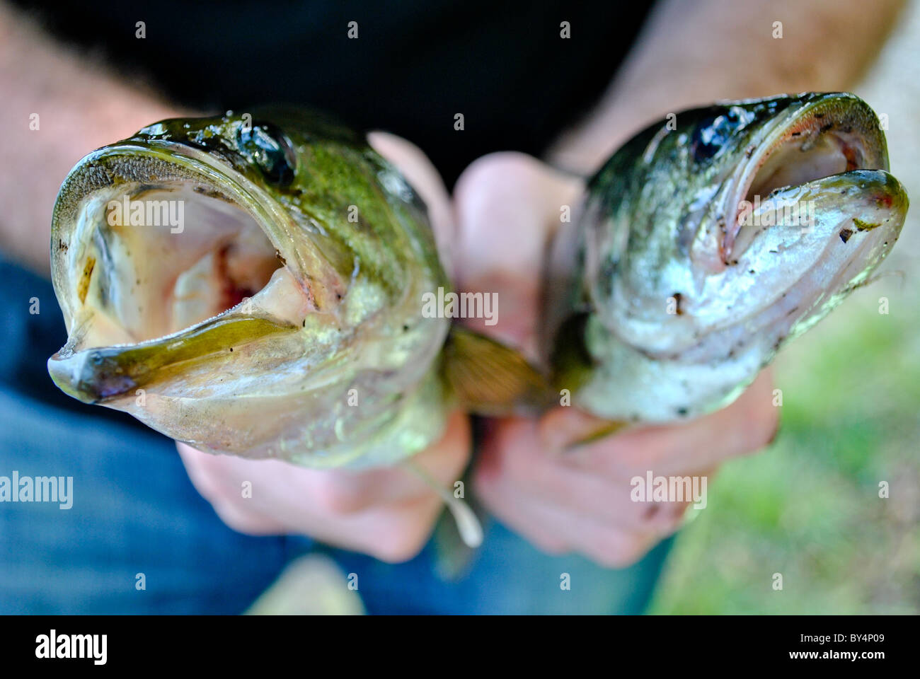 Two fish in hands of a fisherman Stock Photo - Alamy