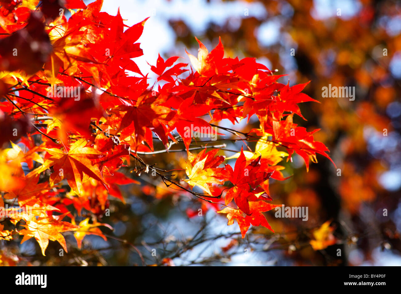 Autumnal Maple Leaves Stock Photo - Alamy