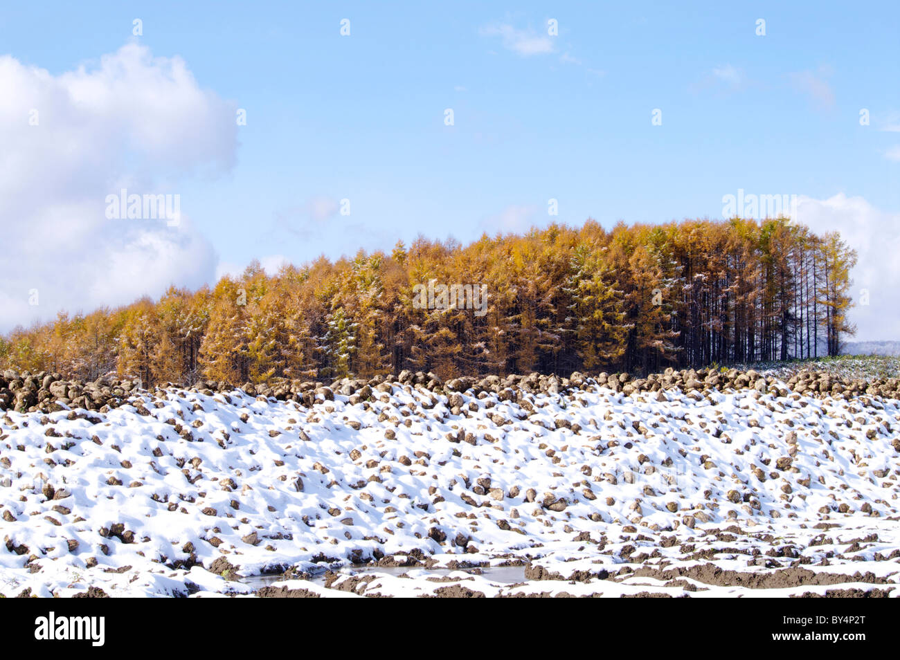 Larch Trees in Early Winter Stock Photo - Alamy