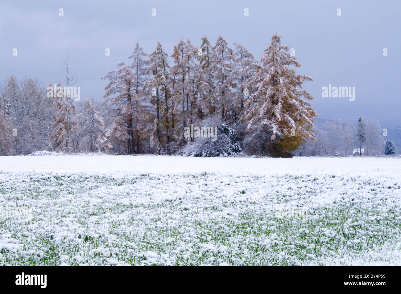 Larch Trees in Winter Stock Photo - Alamy