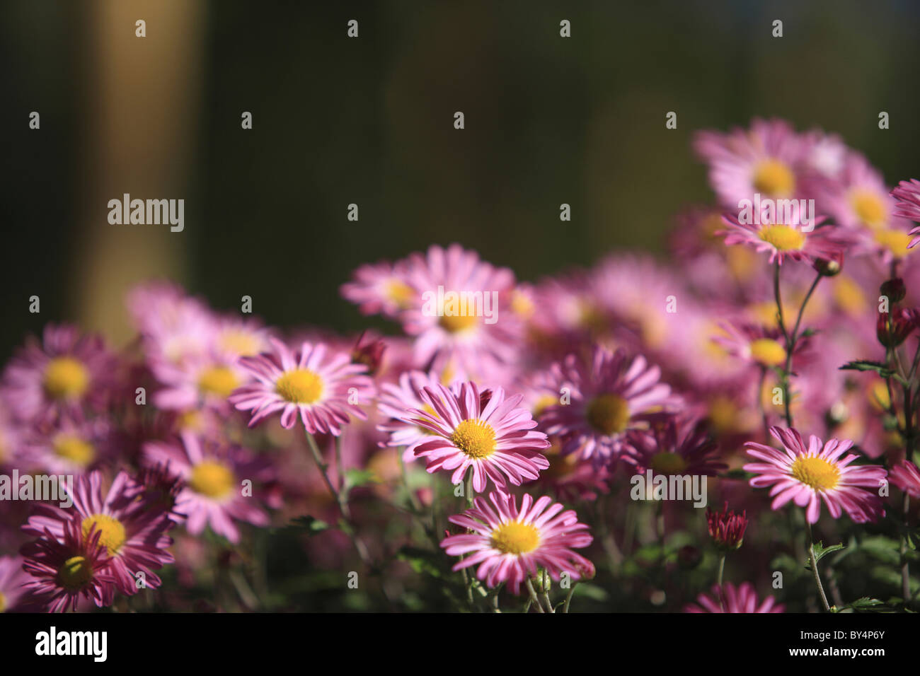 Fig Marigold Flowers Stock Photo - Alamy