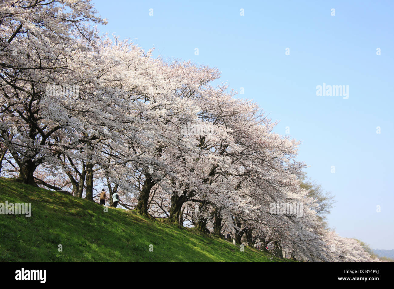Cherry Blossom Trees Stock Photo - Alamy