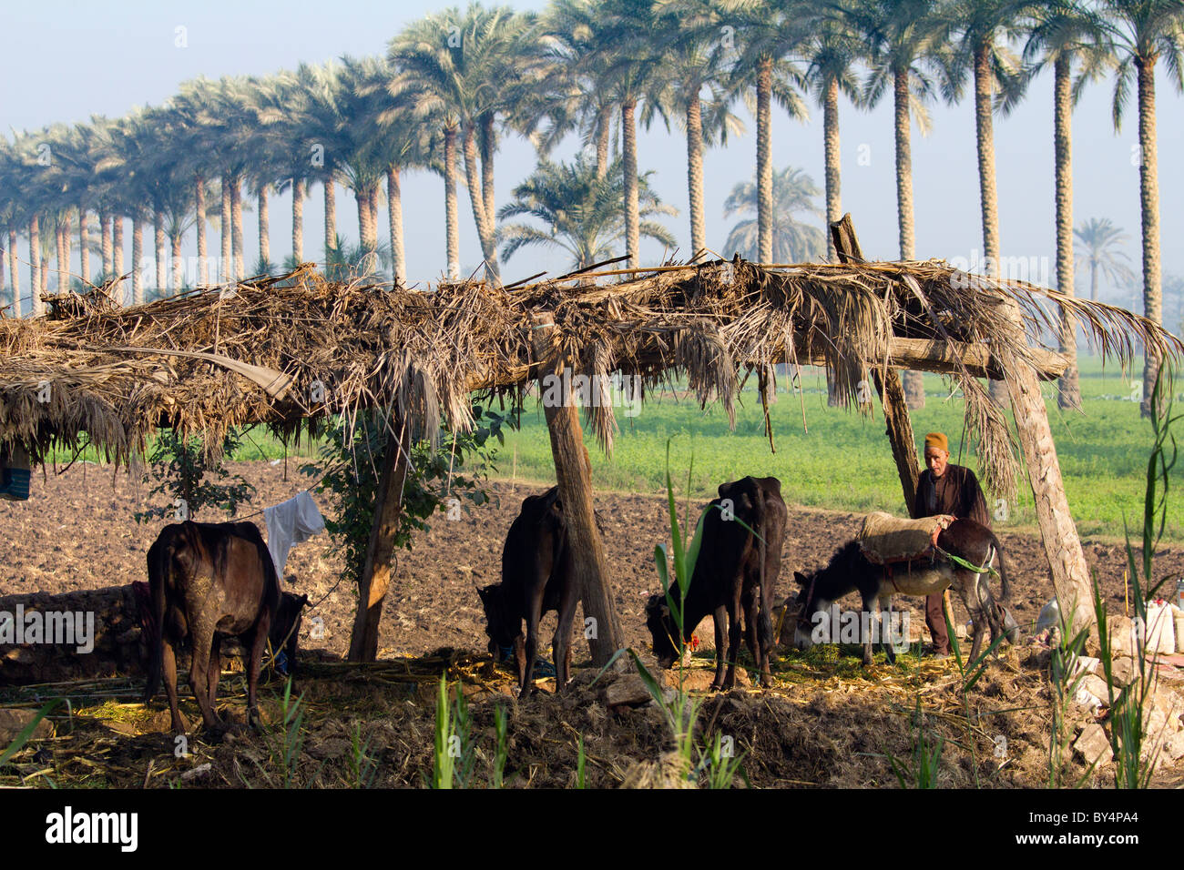 Egypt agriculture crops hi-res stock photography and images - Alamy