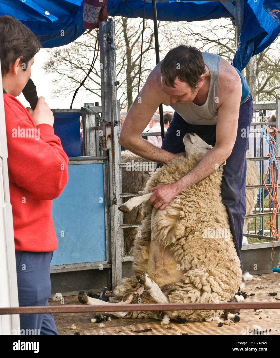 Demonstration of sheep sheering at the Festival of Food and Drink at ...