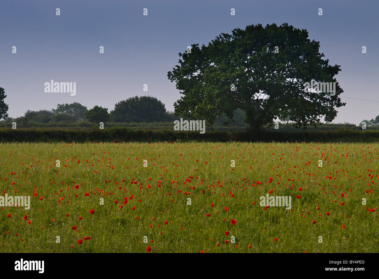 Poppy fields in england hi-res stock photography and images - Alamy