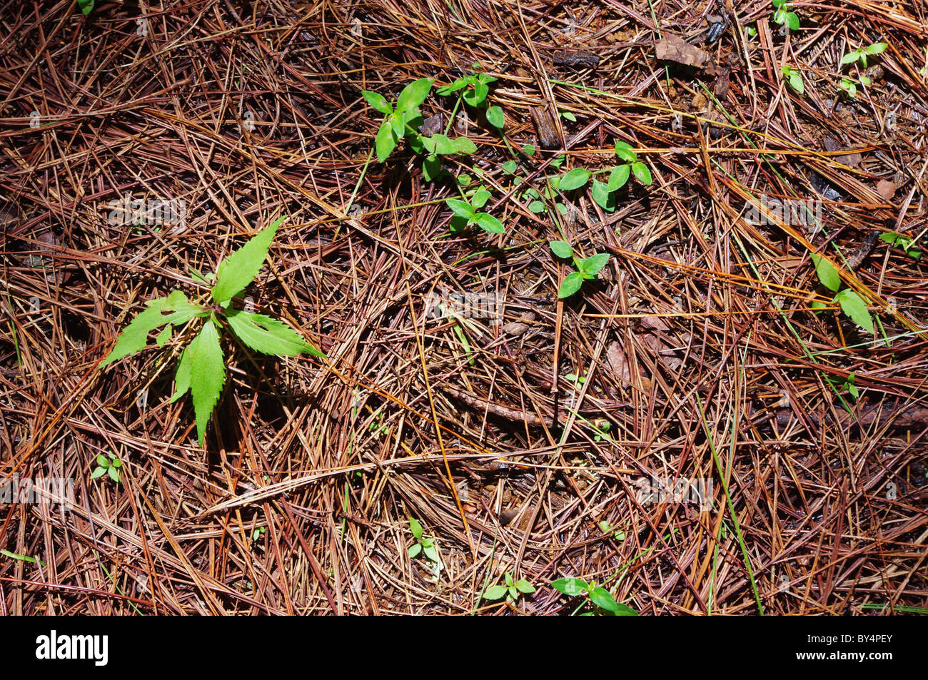 new grown green plants in a pines forest Stock Photo - Alamy