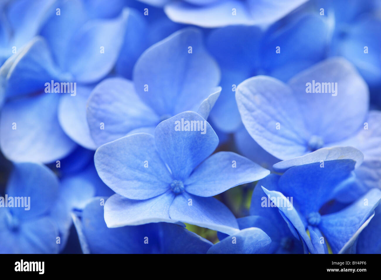 Blue Hydrangea Flowers Stock Photo - Alamy