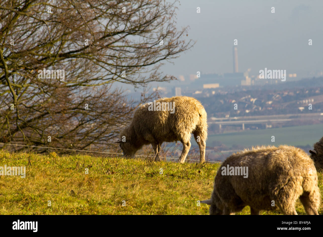 Sheep in a green field overlooking the surrounding countryside and town ...