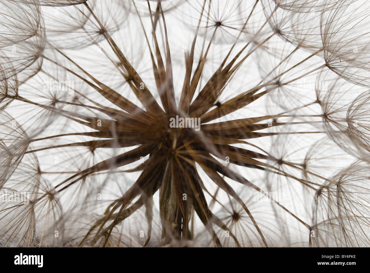 Dandelion clock seeds Stock Photo - Alamy
