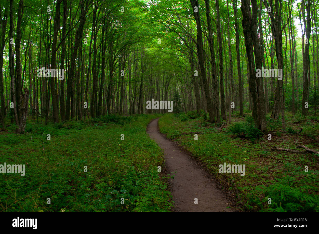 Forest trail in upper hi-res stock photography and images - Alamy