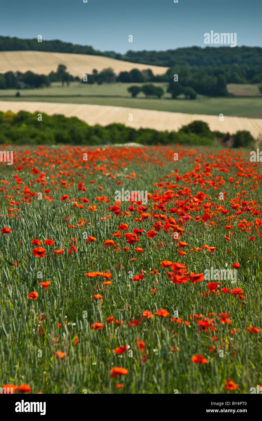A poppy field in bloom on farm fields in Oxfordshire, England, with ...