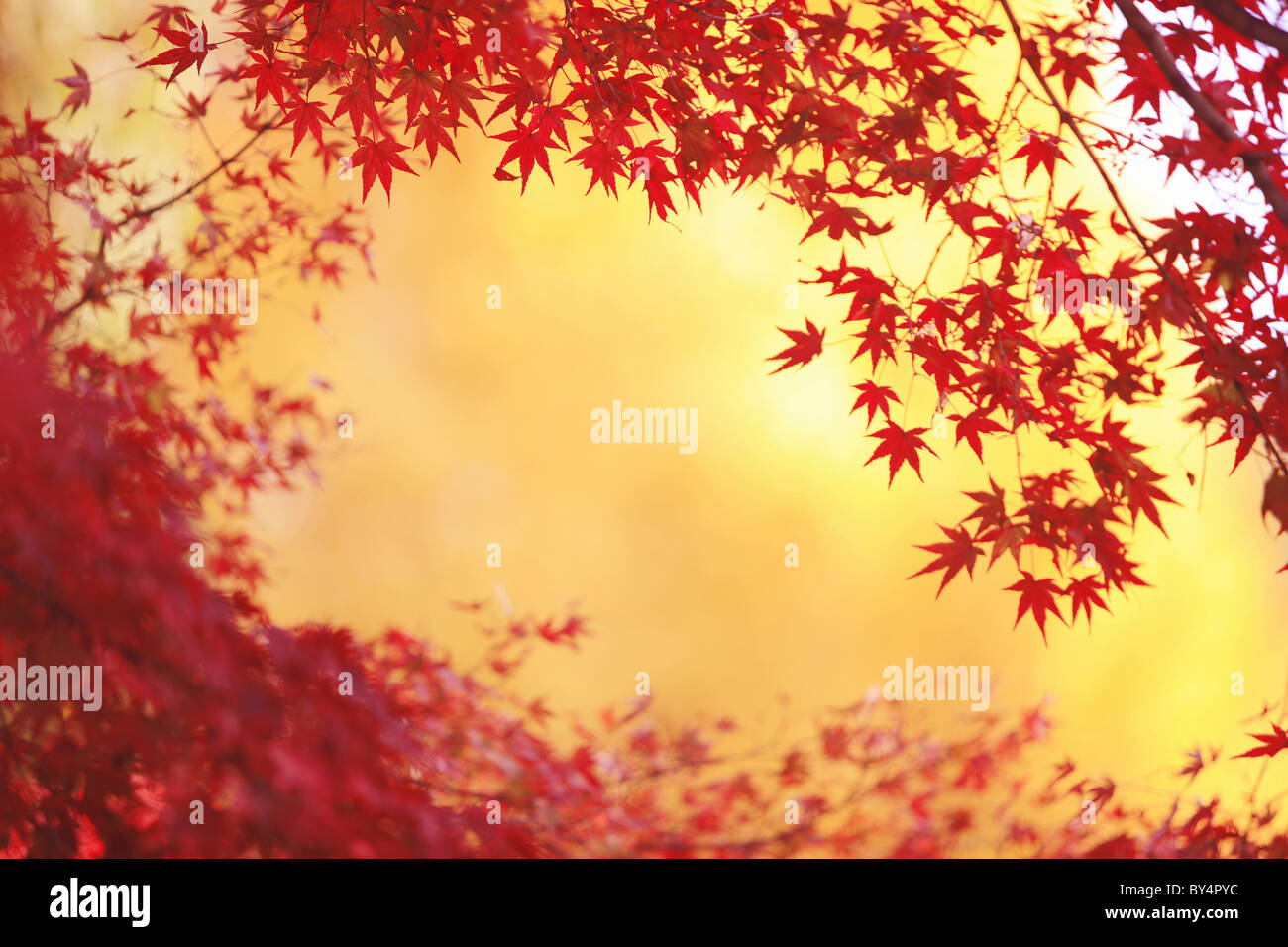 Japanese maple in autumn, Kyoto Prefecture, Honshu, Japan Stock Photo ...