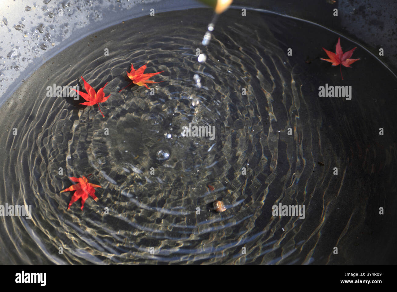 Japanese maple leaves floating on water Stock Photo - Alamy