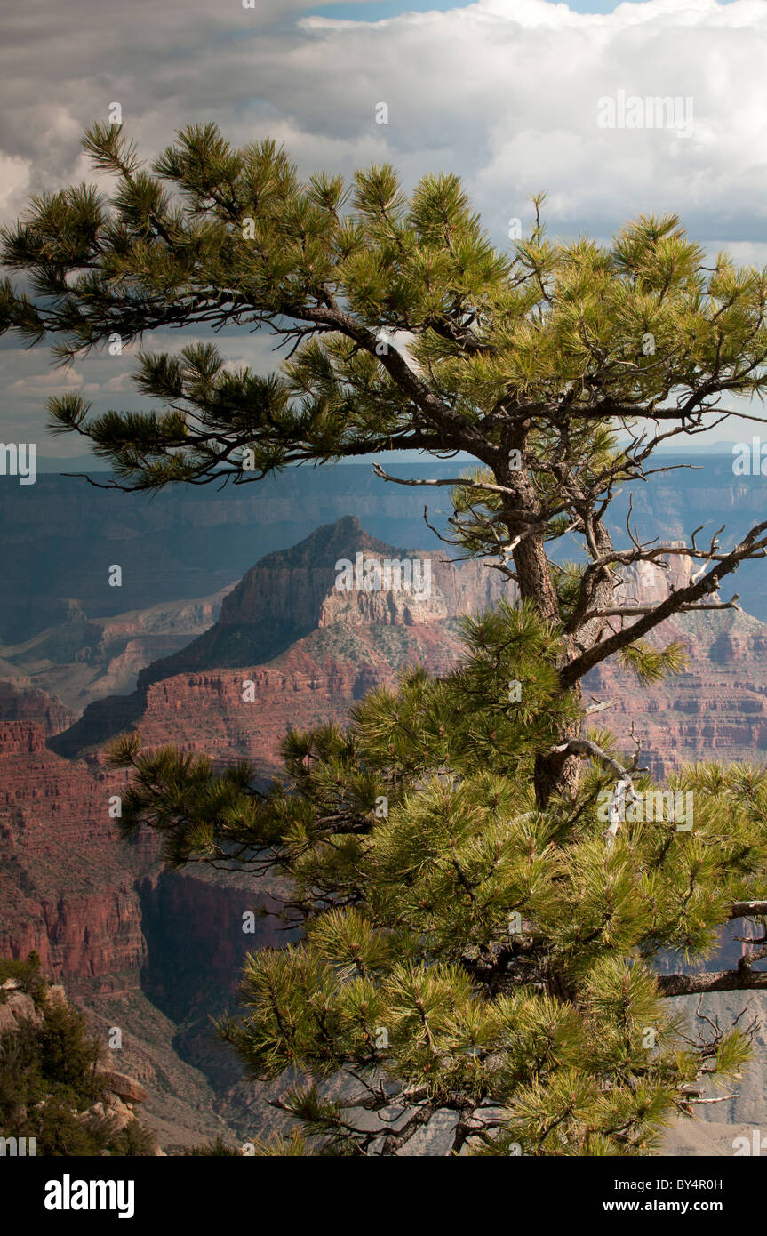 A tree frames a canyon peak in Grand Canyon National Park Stock Photo ...
