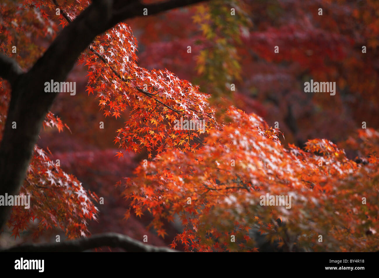 Japanese red leafed maple hi-res stock photography and images - Alamy