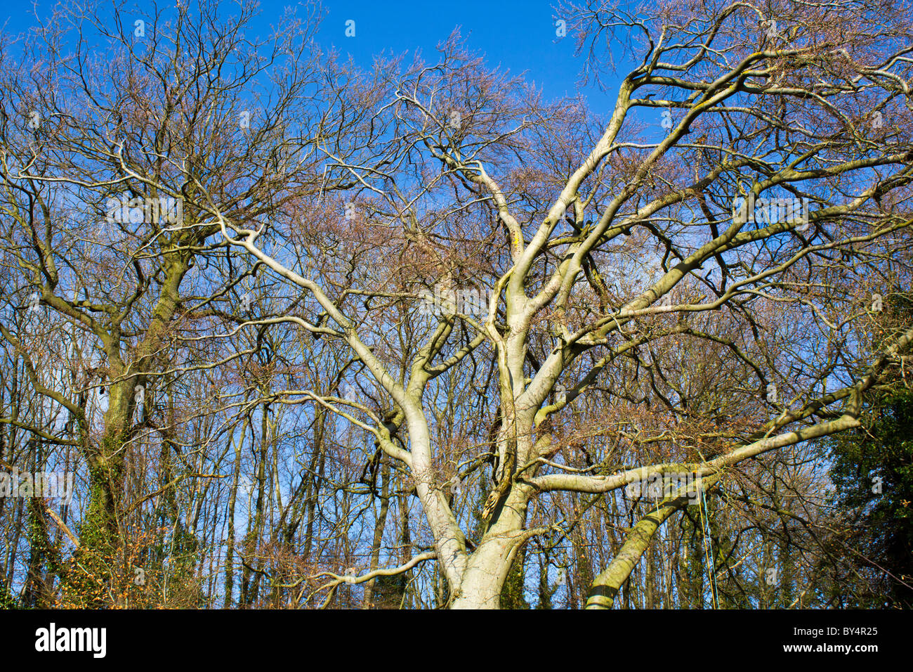 Tree with multiple branches spreading i various directions Stock Photo ...
