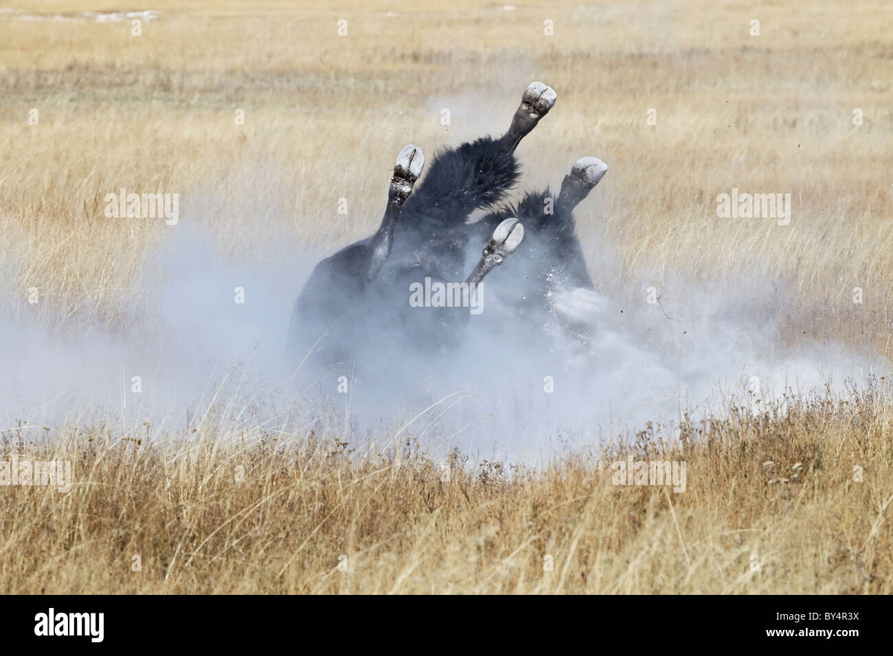 An alpha male adult American Bison dusting bathing during the annual ...