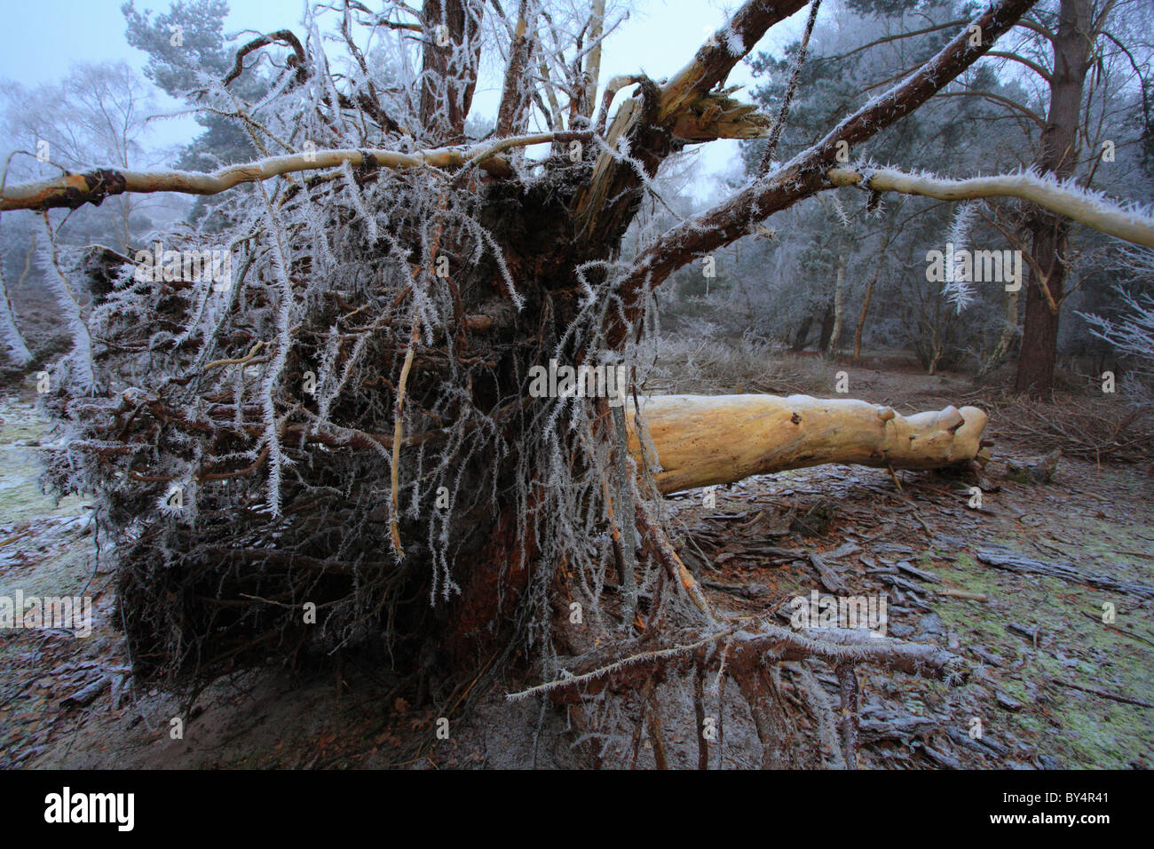 A fallen tree in woodland on a very frosty morning Stock Photo - Alamy