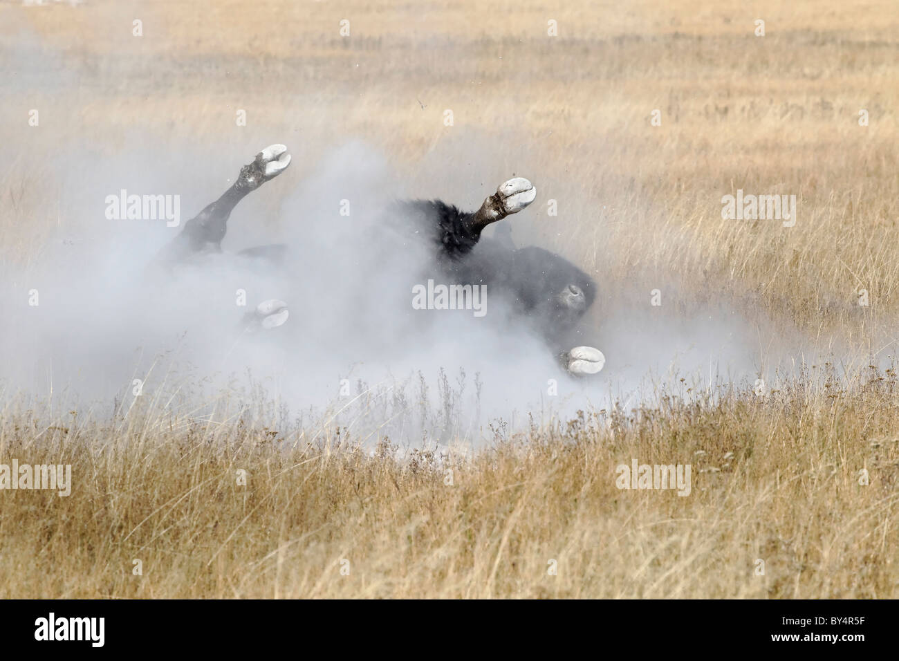 Alpha male american bison hi-res stock photography and images - Alamy