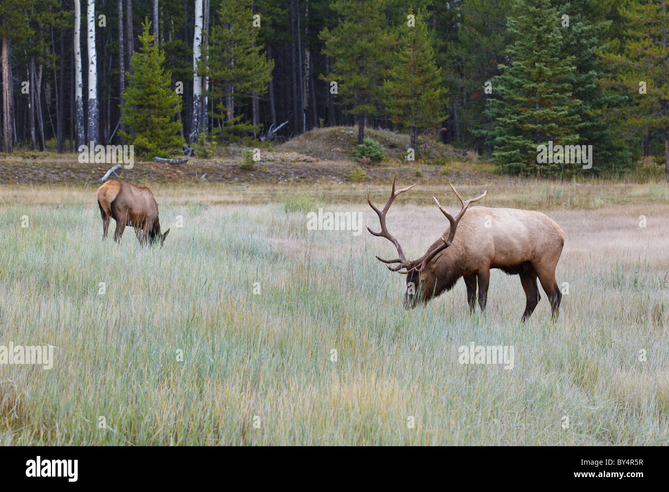 Bull and female elk, cervus canadensis, grazing in Banff National Park ...