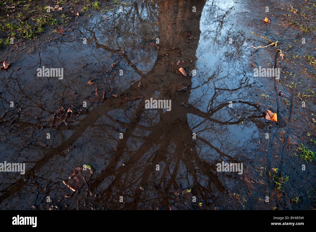 Tree reflected in puddle after rain Stock Photo - Alamy