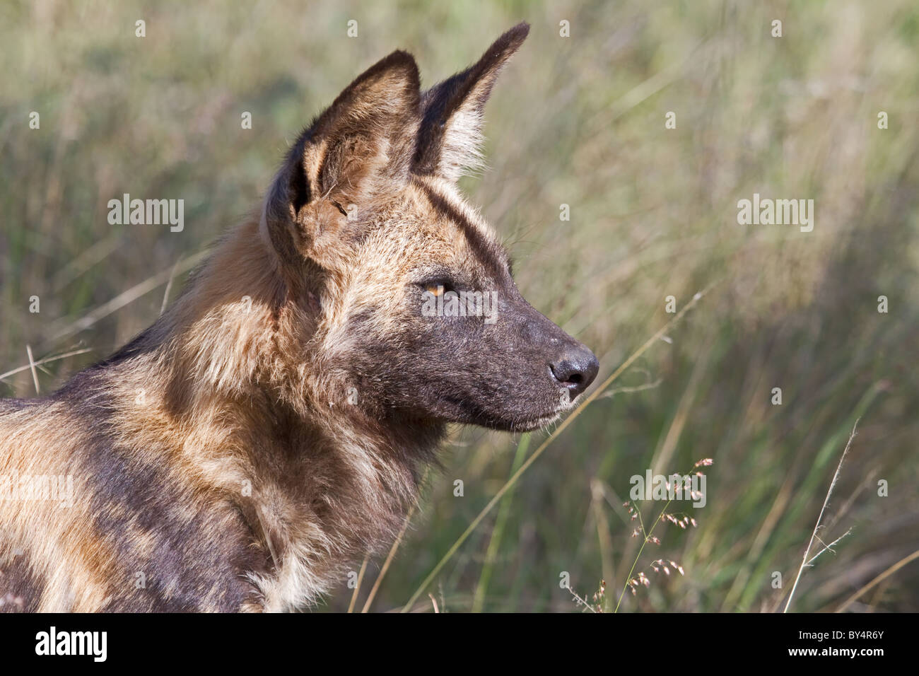 Portrait of an African Wild Dog (Cape Hunting Dog) in the wilderness ...