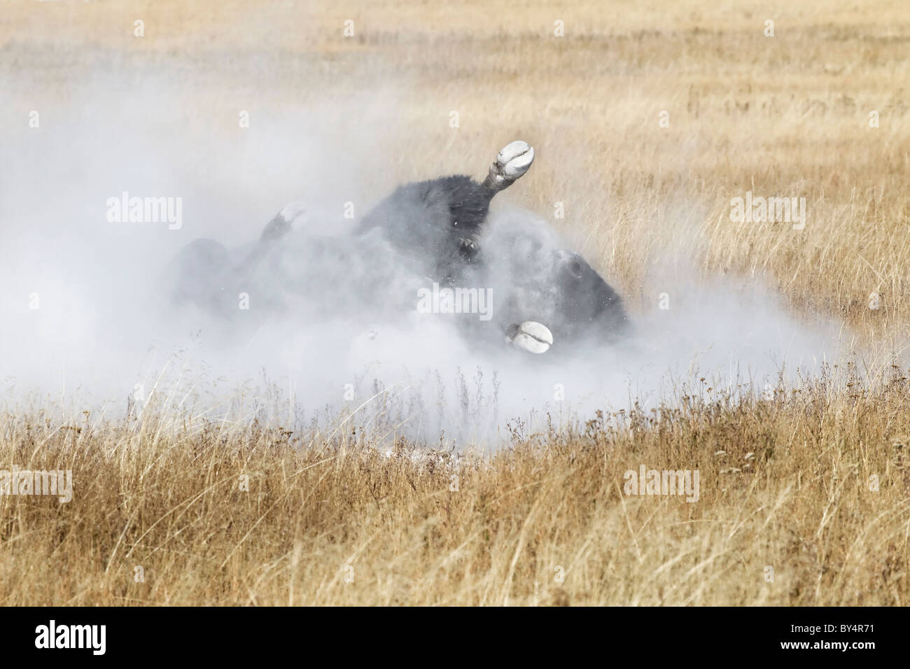 An alpha male adult American Bison dusting bathing during the annual ...