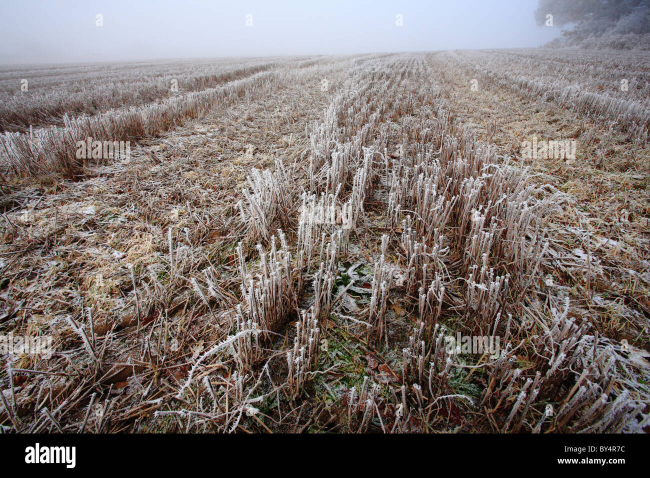 Fields covered hoarfrost field hi-res stock photography and images - Alamy