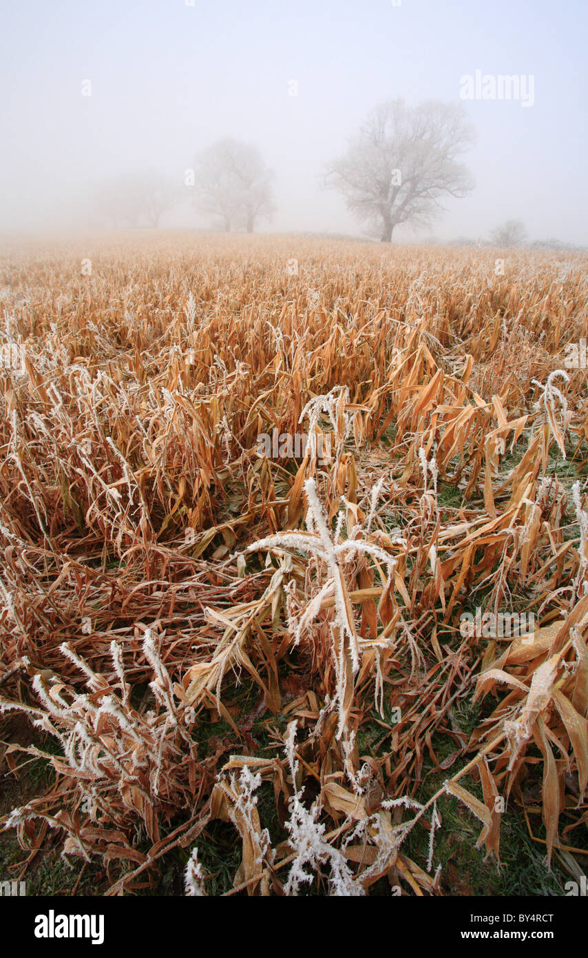 Frozen farm field hi-res stock photography and images - Alamy