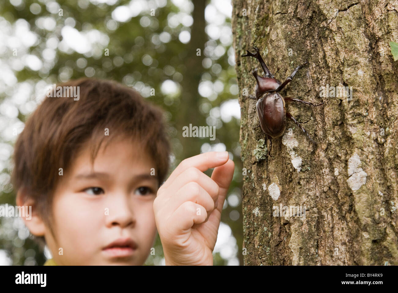 Catching beetle hi-res stock photography and images - Alamy