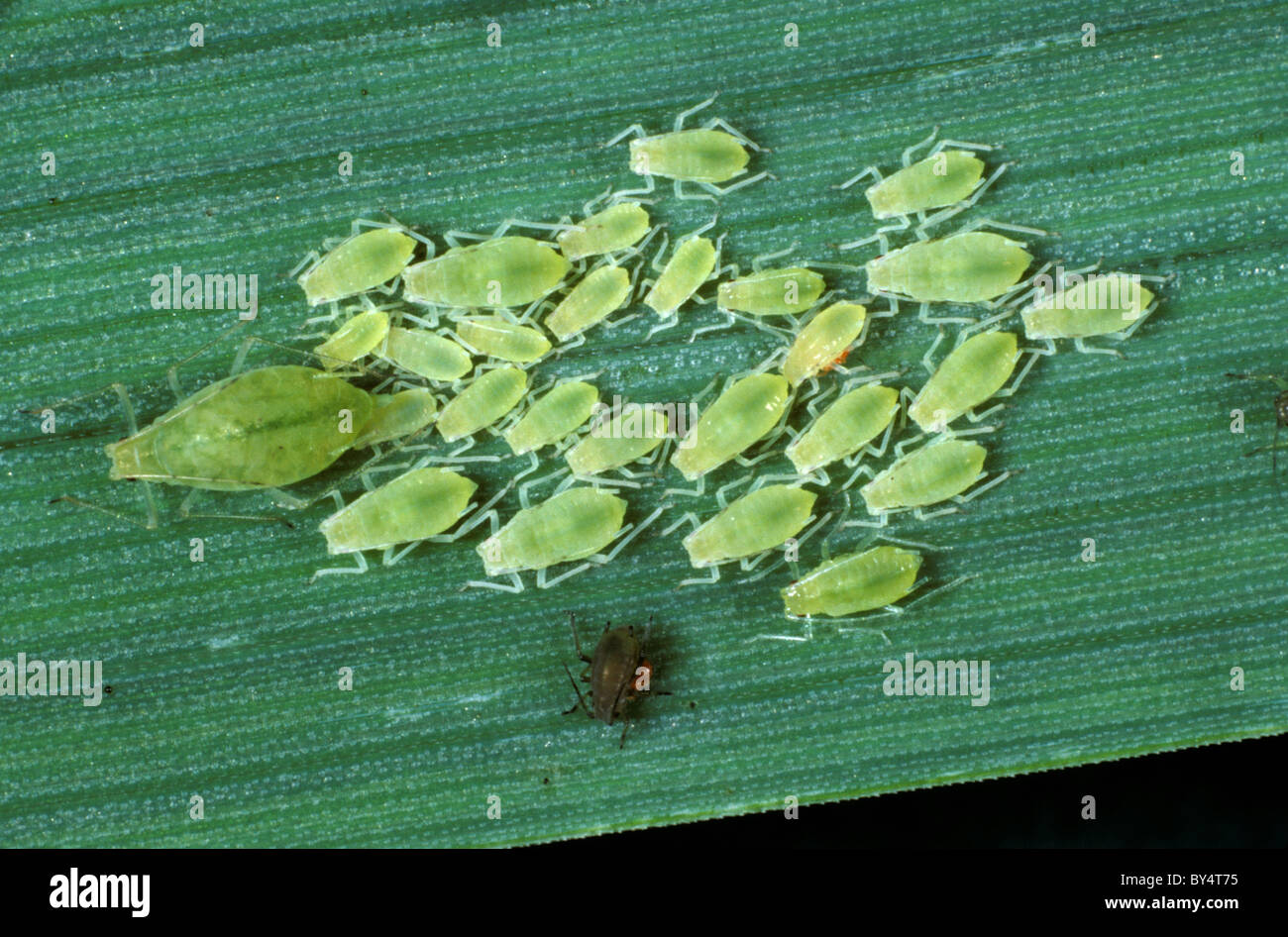 Rose-grain aphids (Metopolophium dirhodum) wingless female and her ...