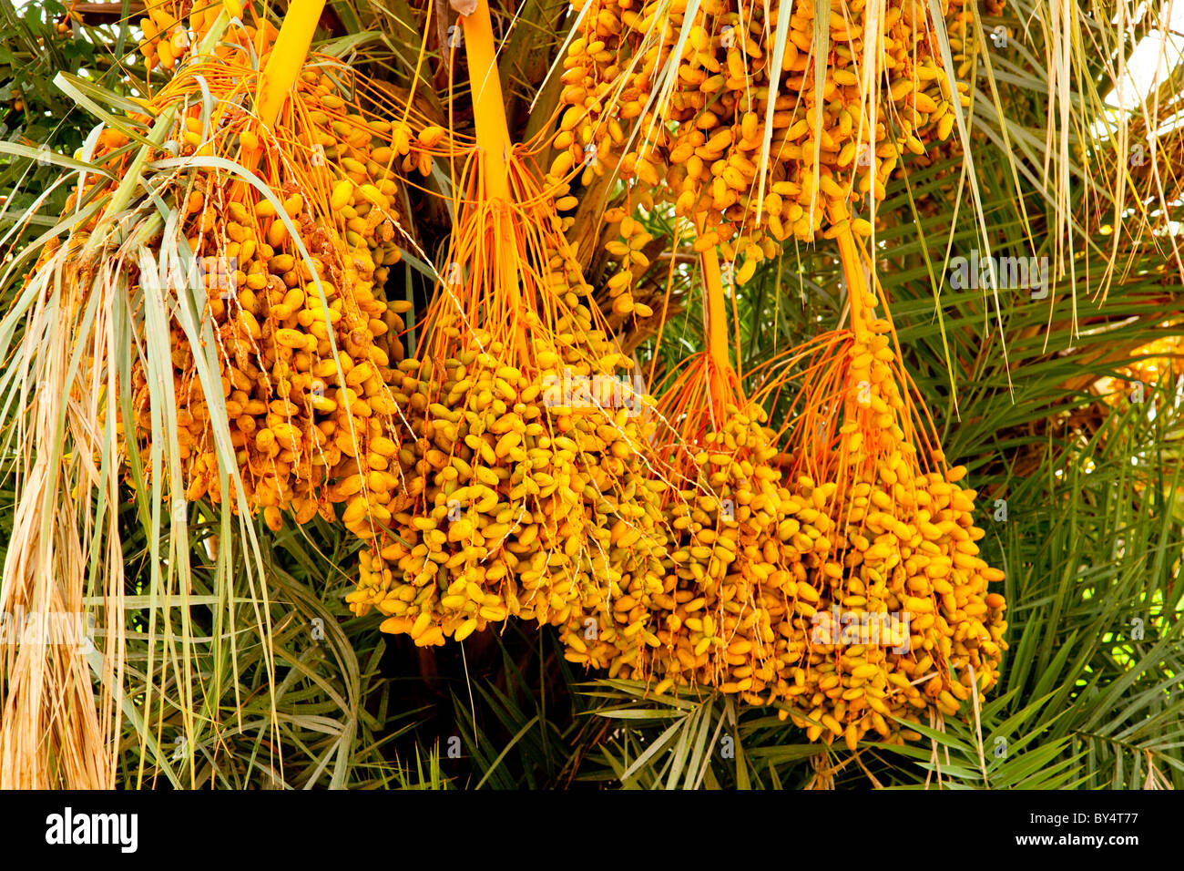 Closeup of bundles of dates ready for harvest in the Draa Valley of ...