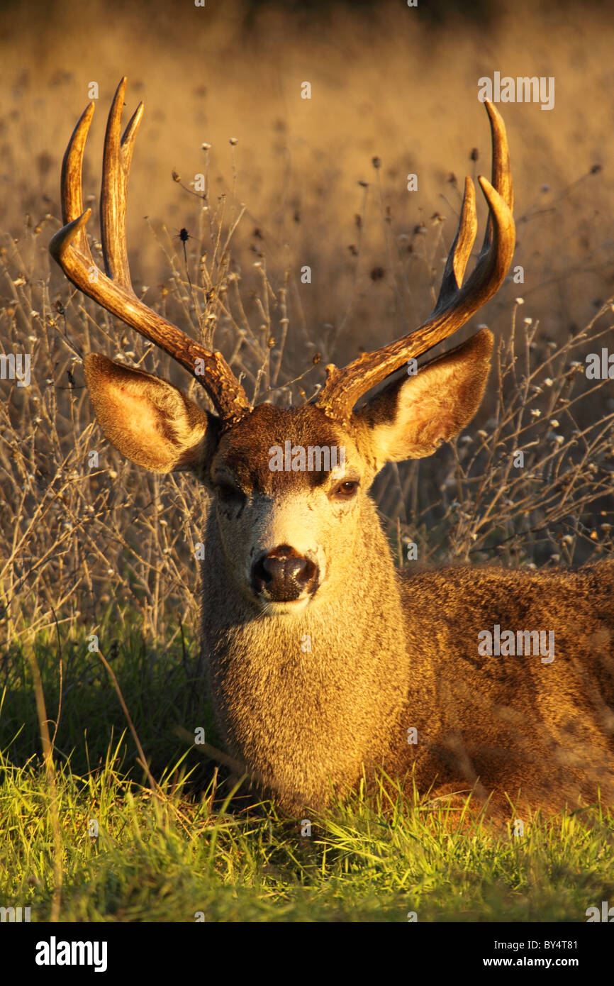 A large Black-tailed Deer buck resting at sunset Stock Photo - Alamy