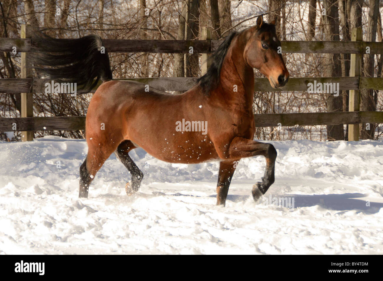 Morgan horse hi-res stock photography and images - Alamy