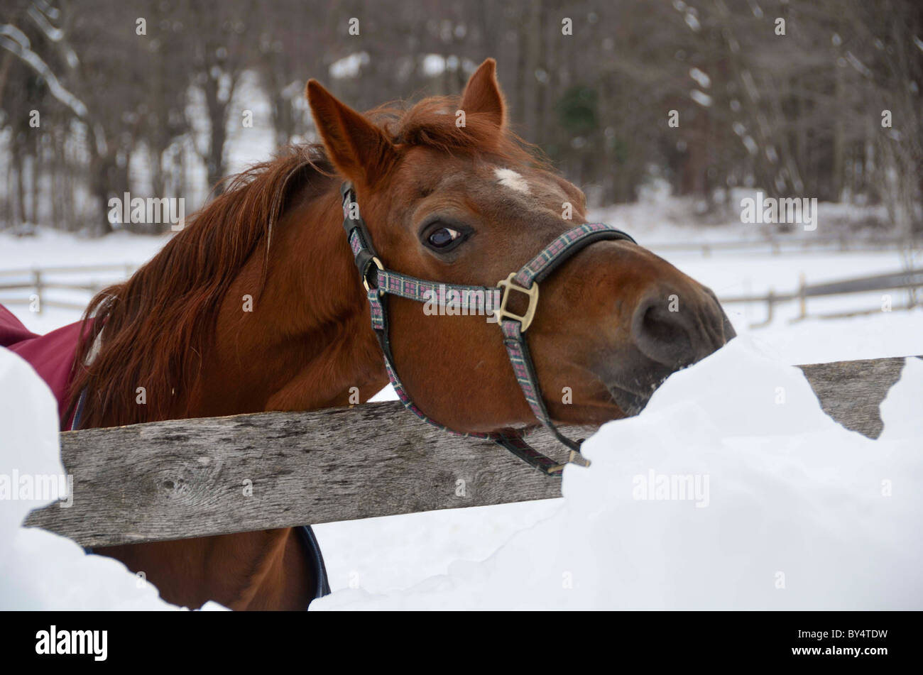 Chestnut Morgan gelding nuzzling snow Stock Photo - Alamy
